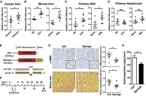 MicroRNA 125b Promotes Hepatic Stellate Cell Activation And Liver