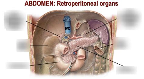 4 4 Retroperitoneal Organs Diagram Quizlet
