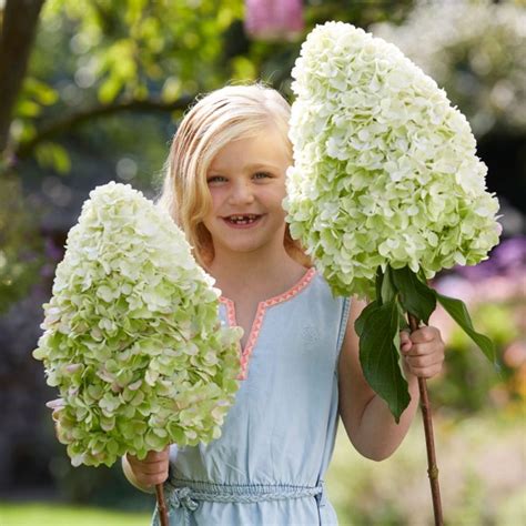 Page 3 Hydrangea Shrubs For Sale Uk Buy Hydrangea Plants Online Uk