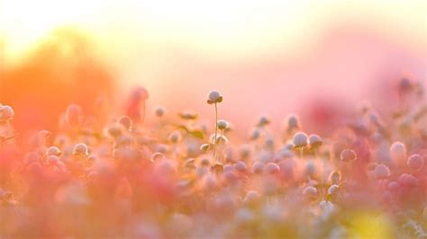 夕焼け千日紅鼻高展望花の丘2 GANREF
