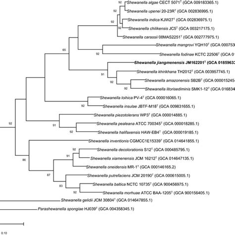 Phylogenomic Tree Inferred Using Ubcgs Showing The Phylogenetic Download Scientific Diagram