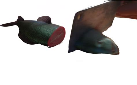 Chopped Fish By Dracoawesomeness On Deviantart