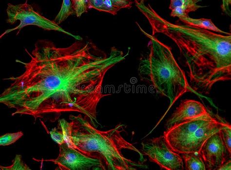 Imagen Del Microscopio De Fluorescencia De Las Células Que Experimentan