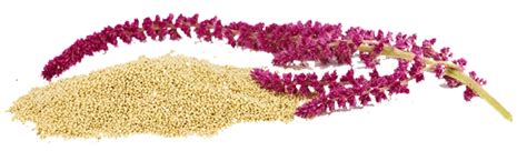 Our Seeds Mashura Investment Limited