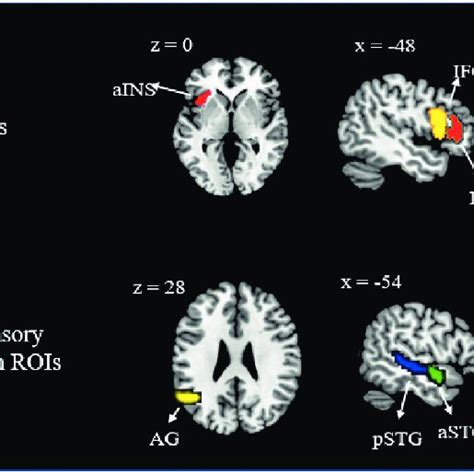 The Rois Used For Regional Level Rsa Analysis Note That Symmetrical Download Scientific