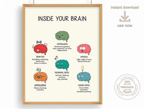 Brain Functions Poster Inside Your Brain The Human Brain Poster