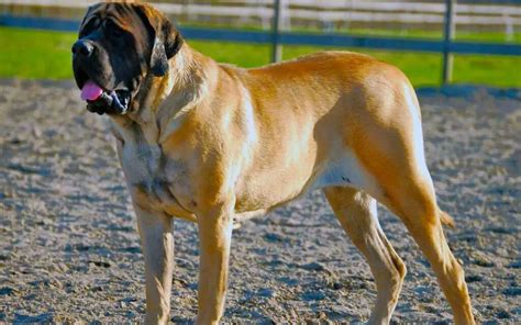 Самая большая собака в мире порода фото как называется