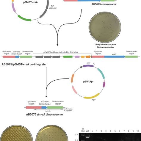 Schematic Outline Of The Genome Editing Strategy Adapted For A