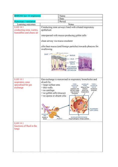 Bms206 Lect 14 15 Lectures 14 15 Bms206 Lect 14 Respiratory Name