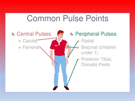 Pulse Or Heart Ratetypes Of Pulse Factors Affecting And Regulation Pptx