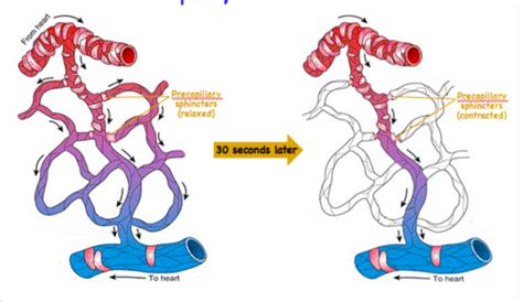 Regulation Of Peripheral Flow Flashcards Quizlet