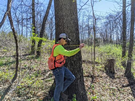 What Is A Timber Stand Inventory Albert Land Management