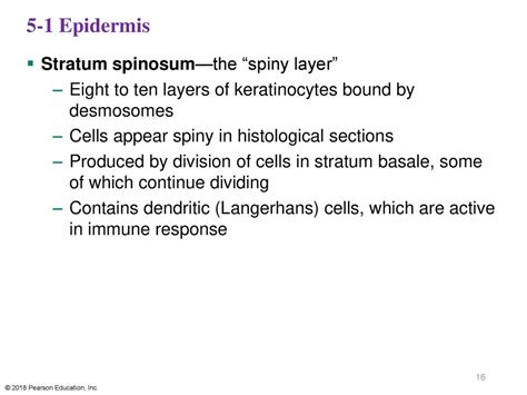 Fundamentals Of Anatomy And Physiology Ppt Download