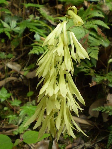 Cremastra Appendiculata Alchetron The Free Social Encyclopedia