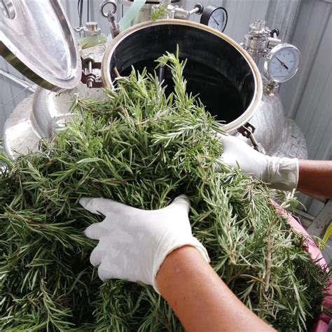 马鞭草酮迷迭香纯露疏通收缩毛孔去闭口闭合粉刺痘痘马迷纯露 虎窝淘