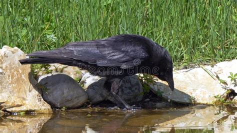 Slow Motion Footage Of A Common Raven Drinking From The Shallow Pond