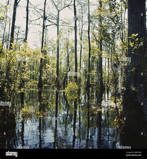 Swampy Ecosystem Hi Res Stock Photography And Images Alamy