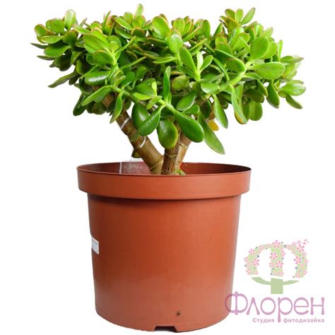 Суккулент красула Минор: элегантная малогабаритная красота