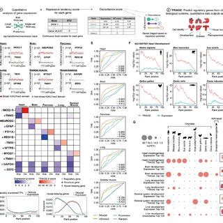 Inferring Cell Type Specific Regulatory Genes From Somatic Cell Types