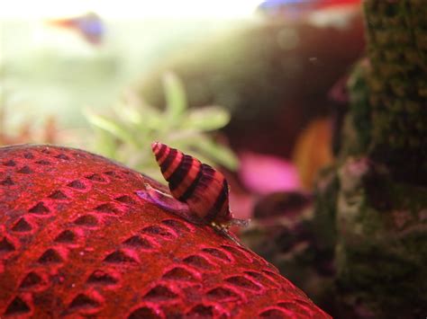 Assassin Snail Care Guide Everything You Should Know