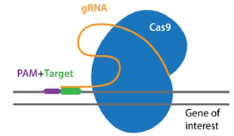Engineered Crispr Systems With A Guide Rna Grna Or Sgrna And A