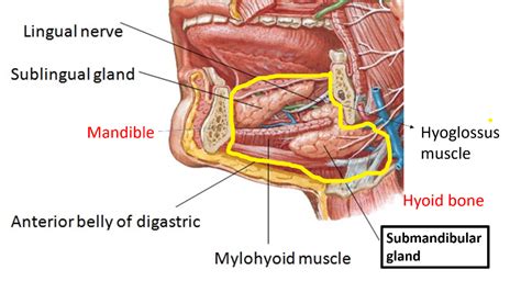 Submandibular Region Extent Contents Relations Of Hyoglossus