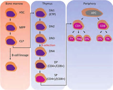 Key Steps And Checkpoints During T Cell Development APC Download Scientific Diagram