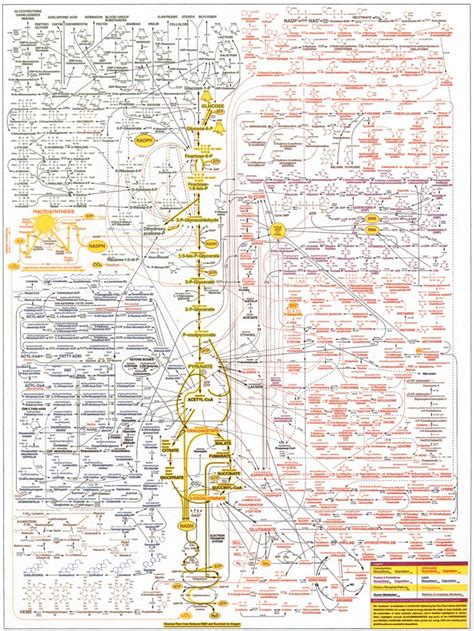 高分求这张生物化学反应的清晰图百度知道