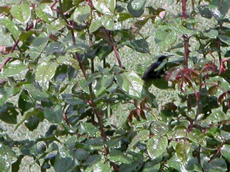 Lotens Sunbird Project Noah