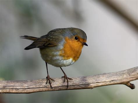 Premium Photo European Robin Erithacus Rubecula