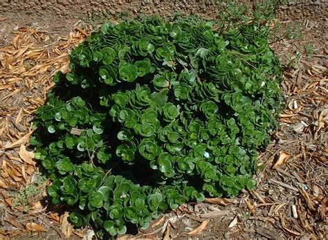 Carissa Green Carpet Drought Tolerant Garden Plant Green Ground