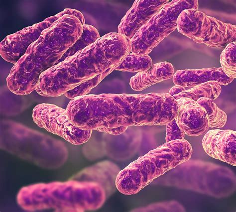 Medical Detective Effective Treatments For Bartonella Infections