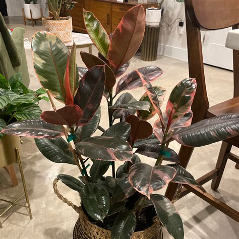 Why Are My Ficus Ruby Leaves Curling