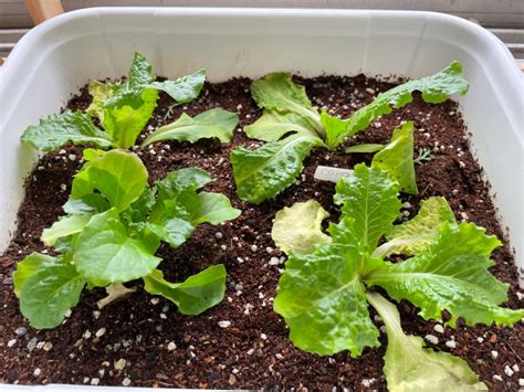 상추모종 키우기 지식in