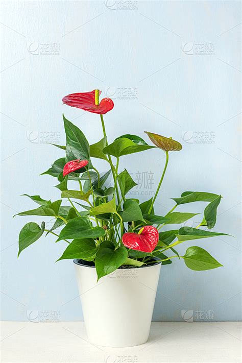 火烈鸟花或红掌天南星科或海芋象征着好客