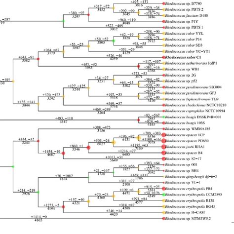 Phylogenetic Relationship Of 37 Rhodococcus Species The Numbers Of Download Scientific Diagram