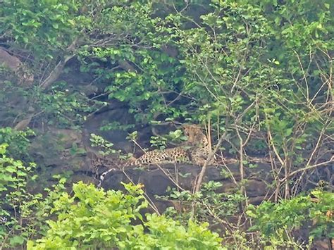 Leopard Reached The Residential Area Behind The Citys Science College