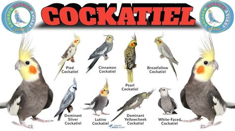 Cockatiel Color Chart Pacific Parrotlets Basic Colour Mutation And