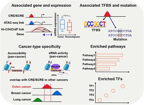Tscre A Comprehensive Resource For Tumor Specific Cis Regulatory Elements