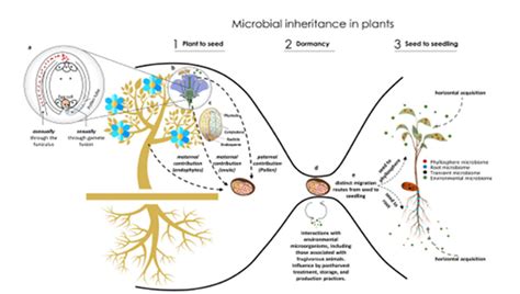 Microbial Inheritance In Plants Clean Biotec Laboratory