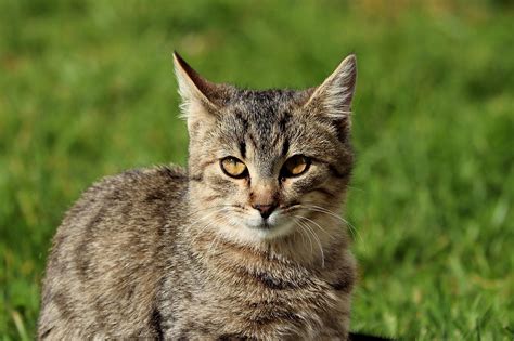 猫 家畜 肖像 Pixabay上的免费照片 Pixabay