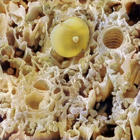 Underground Stem Ginger