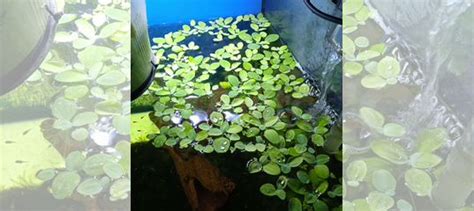 Растения пистия аквариумное купить в Новосибирске Животные и зоотовары Авито
