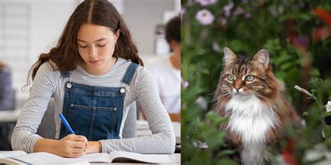 Australian School Supports Teens Decision To Identify As A Cat Yourtango