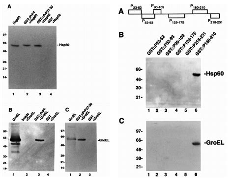 Immunoblot Analysis Of Pull Down Assays To Demonstrate The In Vitro Download Scientific Diagram