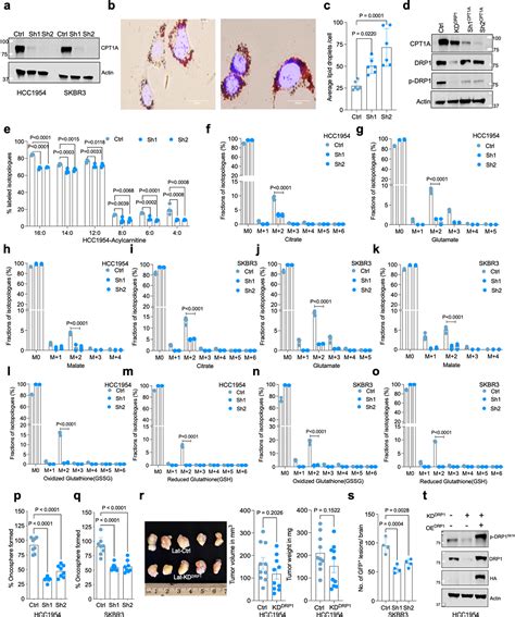 Limiting Mitochondrial Plasticity By Targeting Drp1 Induces Metabolic Reprogramming And Reduces