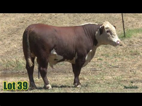 Lot 039 Yavenvale Usher U240 Pp Youtube