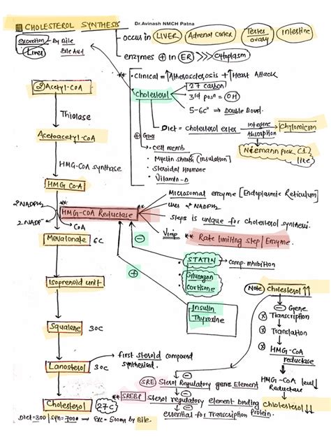 Cholesterol Synthesis Pdf