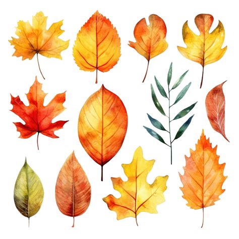 수채화 가을 화려한 나뭇잎 자연 설계 가을 Png 일러스트 및 이미지 에 대한 무료 다운로드 Pngtree