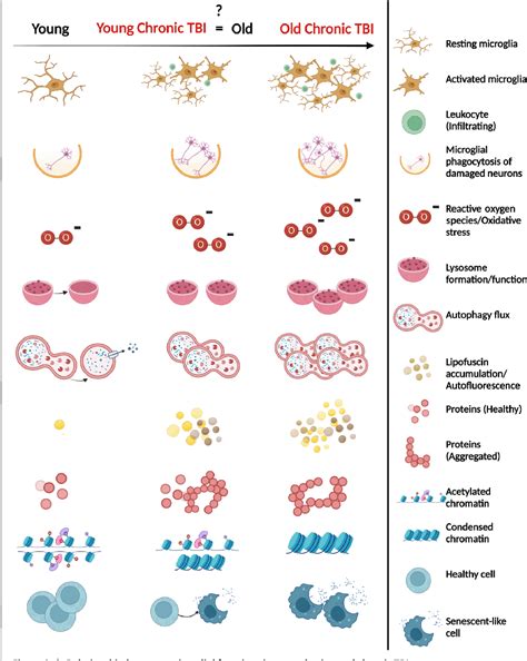 Figure 1 From Functional Phenotyping Of Microglia Highlights The Dark